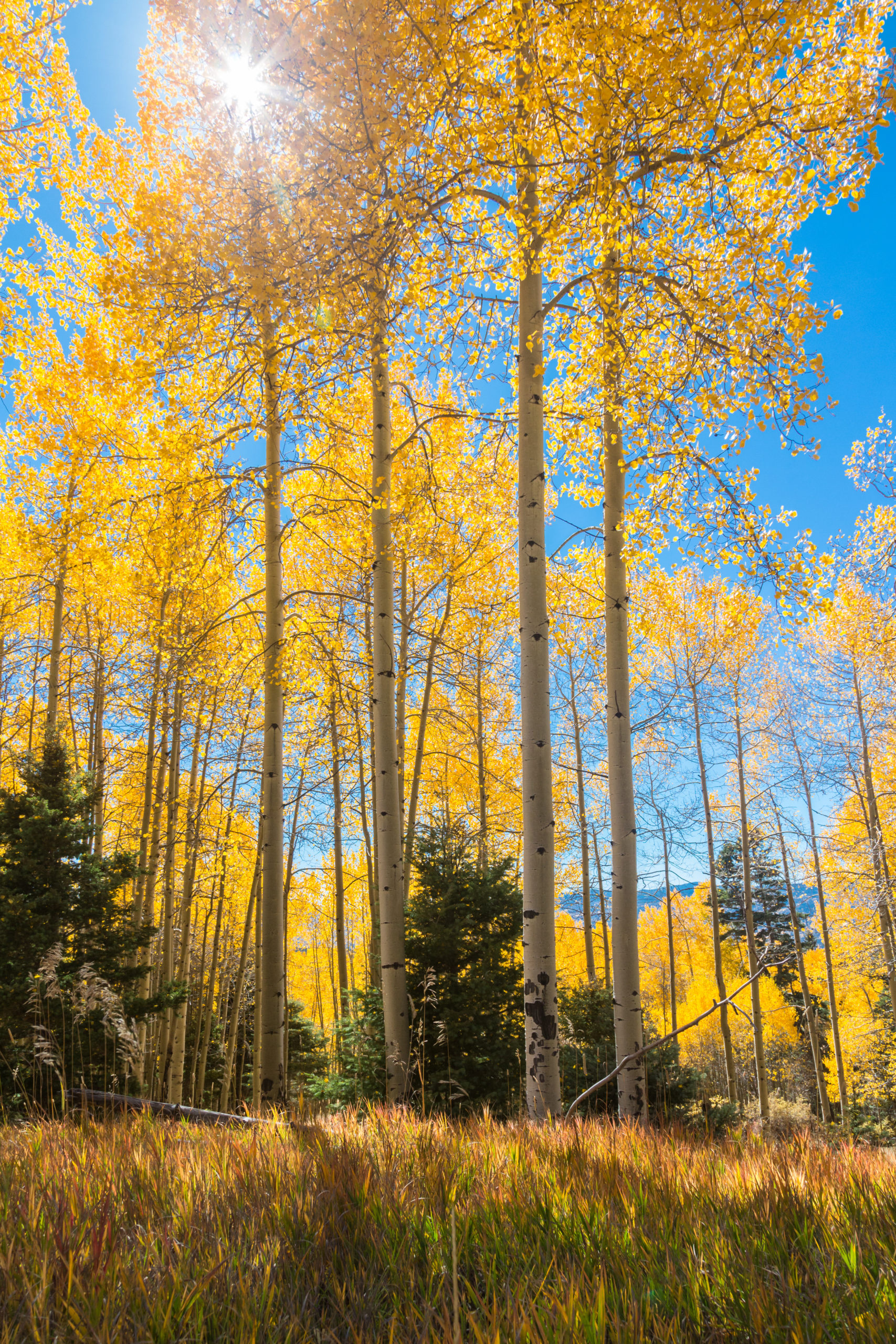 Angel Fire - Discover Taos